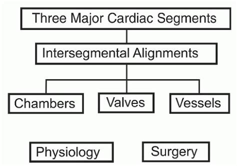 Anatomy And Classification Of Congenital Heart Disease Thoracic Key