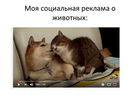 Мы в ответе за тех кого приручили презентация онлайн