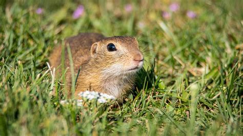 149 Gopher Names Awesome Male And Female Ideas
