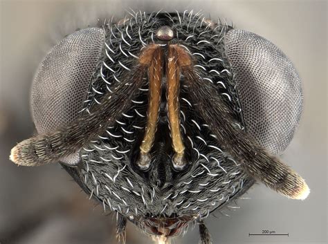 Tanaostigmatidae Identification Keys Waspweb