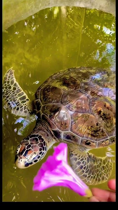 ආසම තැනක් මුහුදු වෙරළ🌪🌊 😍 Srilanka Beach Hikkaduwabeach Youtube