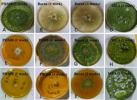 Resistance Patterns To Phmb And Borax Of Indoor Trichoderma Isolates