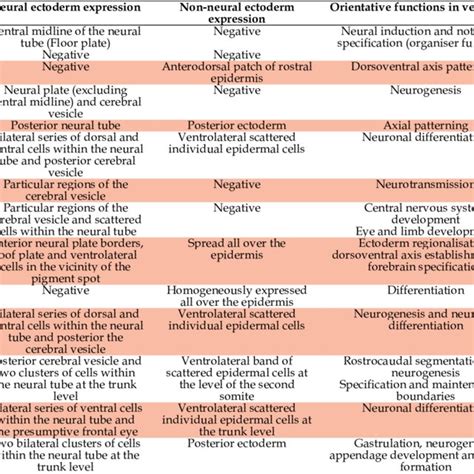 Summary Of Gene Expression In The Nervous System And Non Neural Ectoderm Download Table