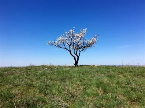 Это дерево в степи знаю давно Стоит себе одно обдуваемое всеми
