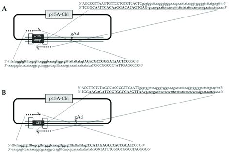 Example Of Oligonucleotide Design For Adenovirus Genome Engineering Download Scientific