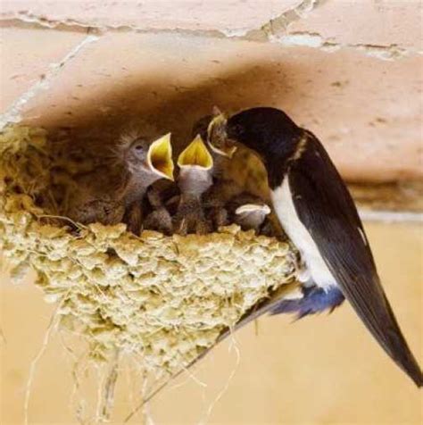 Едни от най магическите същества лястовиците и пророчества с тях Ако лястовица се блъсне в