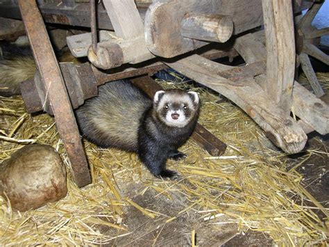 Iltis Wildhüter St Hubertus Ev