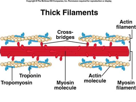 Myosin Definition Anatomy Anatomy Drawing Diagram
