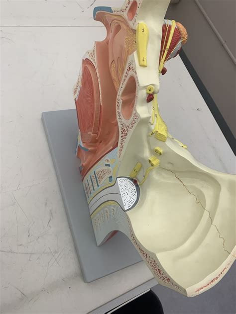 Practical 3 Head 2 All 12 Cranial Nerves Diagram Quizlet