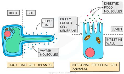 Diffusion In Multicellular Organisms AQA GCSE Combined Science Trilogy Revision Notes 2016