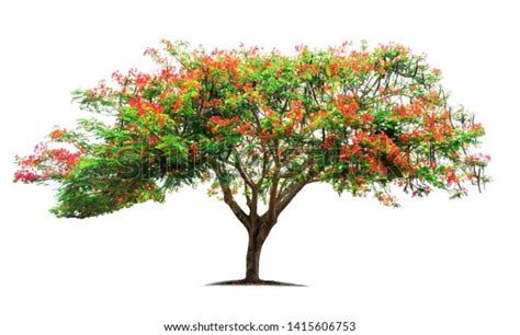 164 256 Royal Tree Images Stock Photos Vectors Shutterstock