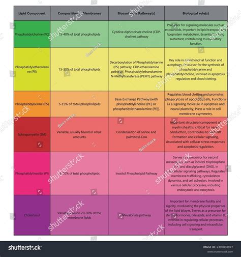 Table Showing Phospholipids Types Membrane Composition Stock Vector
