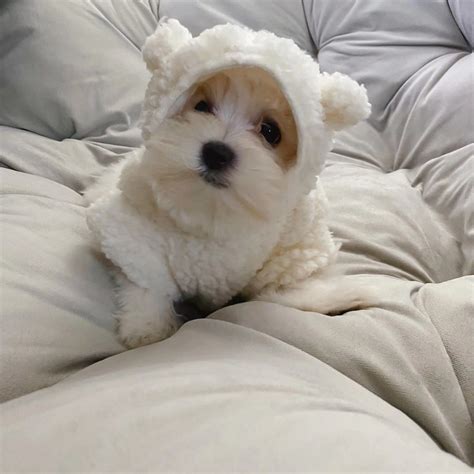 Add Pets Page Issue 455 Ritterim Rimdev Blog GitHub