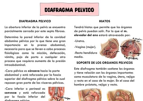 Diafragma Pélvico Apuntes De Obstetricia