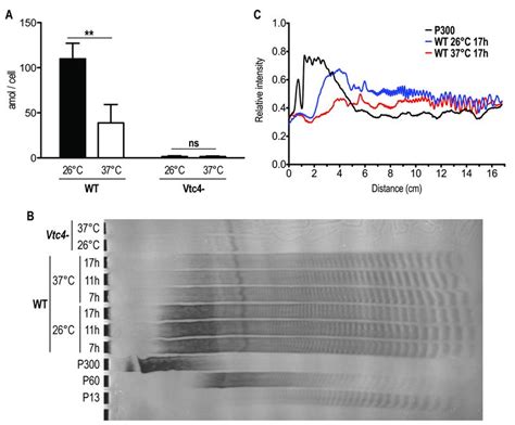 Figure 9 Polyphosphates In Leishmania Life Cycle