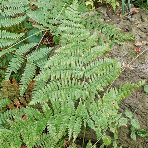 Pteridium Aquilinum Bracken Fern 10 000 Things Of The Pacific Northwest