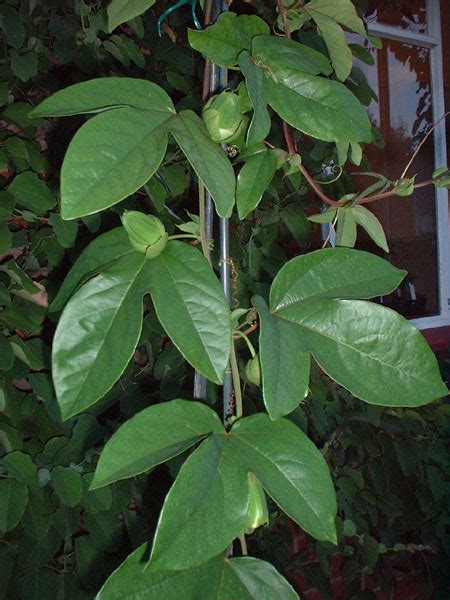 Viruses Passiflora Online