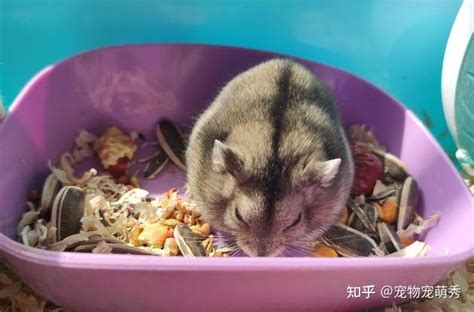 养仓鼠需要注意什么新手必看 知乎