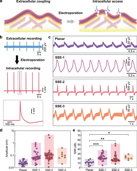 Intracellular Recording Of Action Potentials By Sses A Schematic Download Scientific Diagram