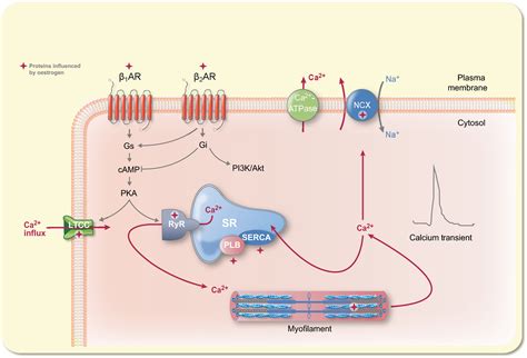 Beta 1 Adrenergic Receptor Signaling Pathway At Gina Stach Blog