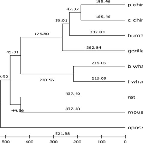 Phylogenetic Tree Based On Polarity As Physiochemical Property For 9 Download Scientific