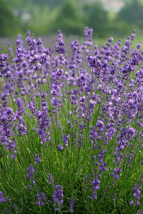 Harvesting Fresh Lavender How To Harvest Prune Dry Lavender Flowers
