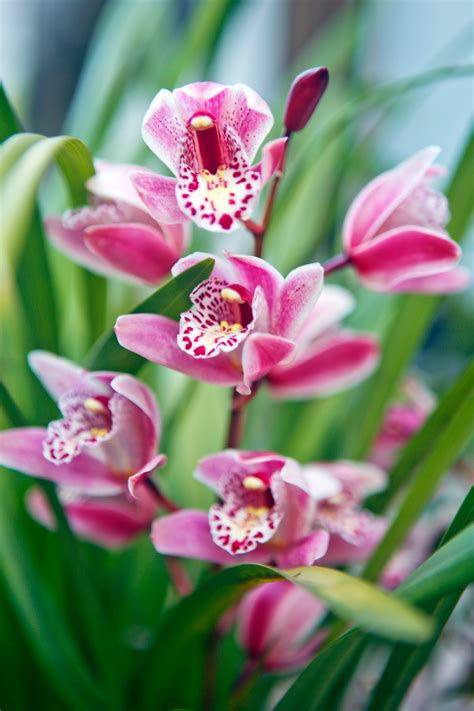 Types Of Orchids With Pictures