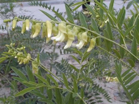 Sophora Flavescens Extract Oxymatrine Matrine