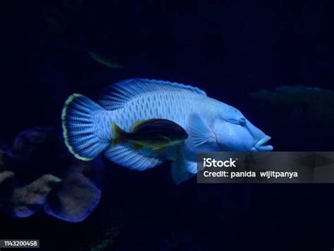 Humphead 마 오리로 세 어 물고기 나폴레옹 물고기 수영 해양 생물 수 중 바다 큰양놀래기에 대한 스톡 사진 및 기타 이미지 큰양놀래기 0명 경외감 Istock