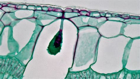 Angiosperm Morphology Leaves Flickr