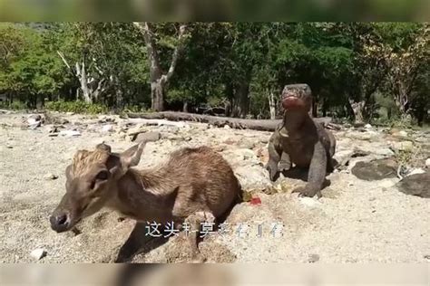 科莫多巨蜥活撕羚羊羚羊痛不欲生只求给个痛快