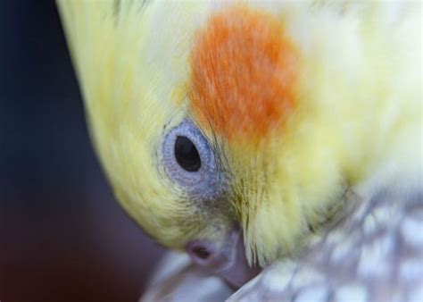 Dealing With Plucking In Birds The Happy Chicken Coop