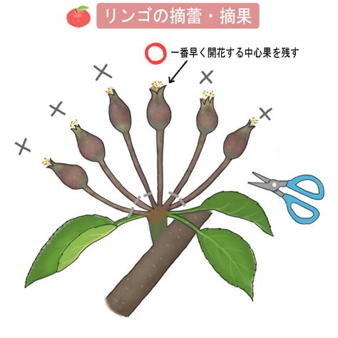 選抜王林 リンゴ の特徴と育て方 苗木部の部室 〜苗木、育てよう〜 By 花ひろばオンライン