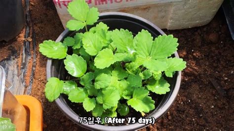 Как вырастить клубнику из семян своими руками