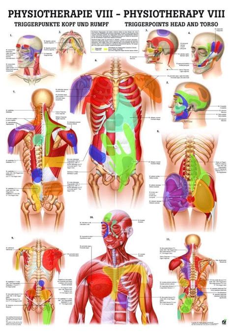 Trigger Points Arms And Legs Laminated Chart Trigger Points Medical Babe Stuff Yoga Chart