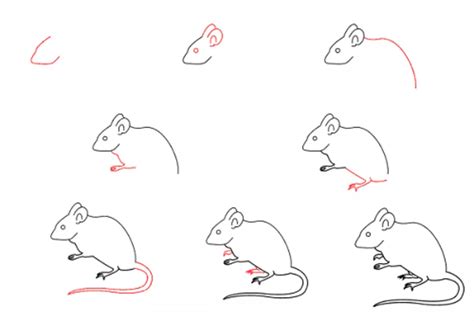 Как нарисовать крысу поэтапно легко