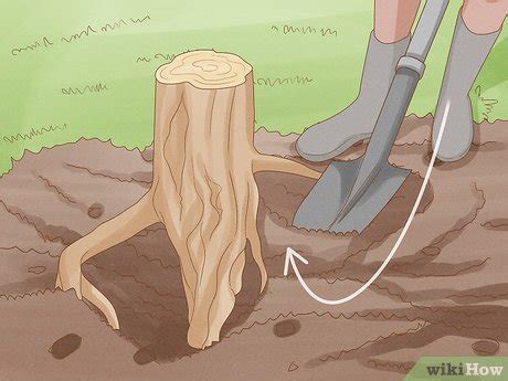 3 Ways To Remove A Tree WikiHow