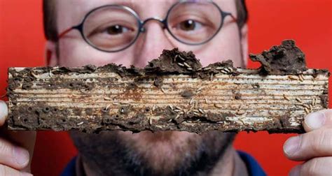 Termite Digestive System Biomimicry Could Lead To Biofuel Production