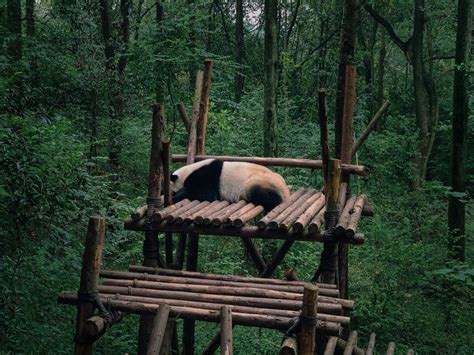 The Top Five Most Useful Commands In Pandas How To Introduce Yourself