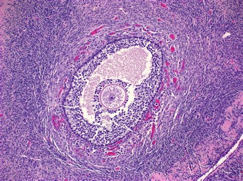 Histology Of Normal Ovary