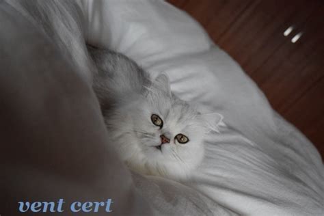 Vent Vert緑の風）人差し指を差し出すと嗅ぐ すみれちゃんです