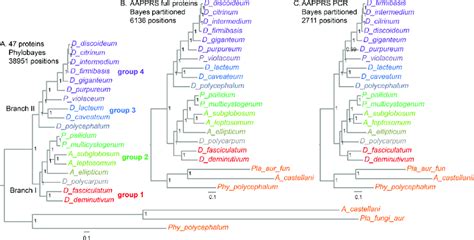 Phylogenies Inferred From 47 And 6 Proteins From Sequenced Genomes Download Scientific Diagram