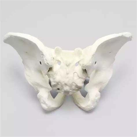 Pelvis Full Male Solid Foam 1680856712 코랩샵 Kolab 연구용 기자재 실험용