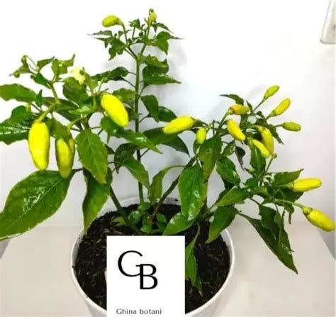 Pohon Cabe Rawit Setan Sudah Berbuah Tanaman Cabe Rawit Super Lebat Berbuah Lazada Indonesia