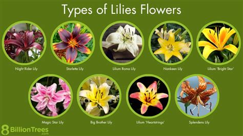 35 Types Of Lilies Flowers How To Identify Lily Flowers By Shape Color Different Types Of