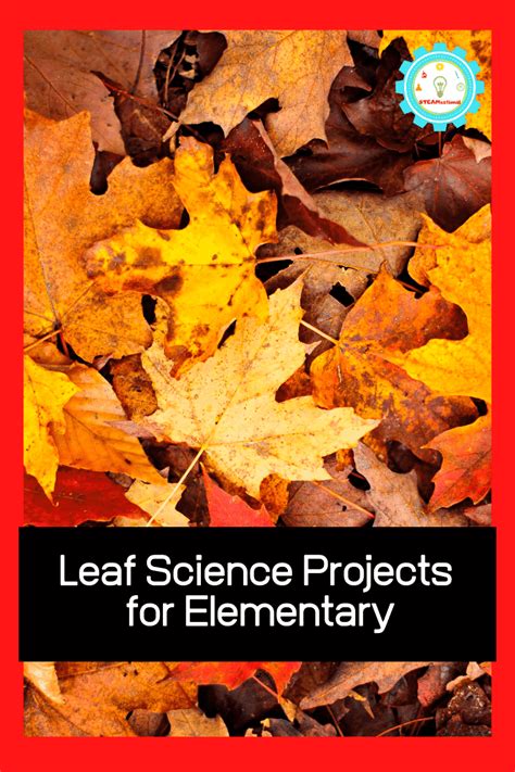 8 Brilliant Leaf Science Experiments For Elementary