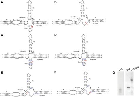 Models For The Conformation Of The Protein Free Human H U2 U6 Snrna Download Scientific