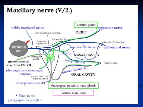 Trigeminal Nerve Ppt