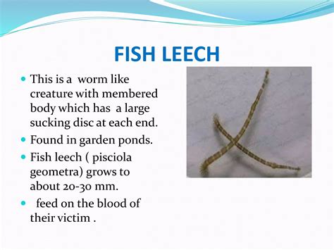 Ectoparasites Disease In Fish Pptx