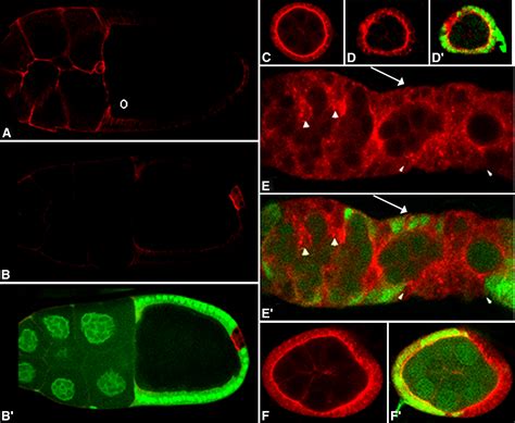 The Master Switch Gene Sex Lethal Promotes Female Development By Negatively Regulating The N